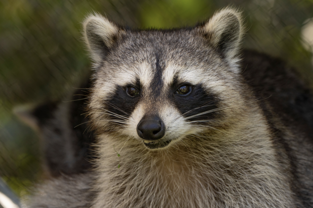 In Loving Memory: #DeadRacoonTO - Museum of Toronto
